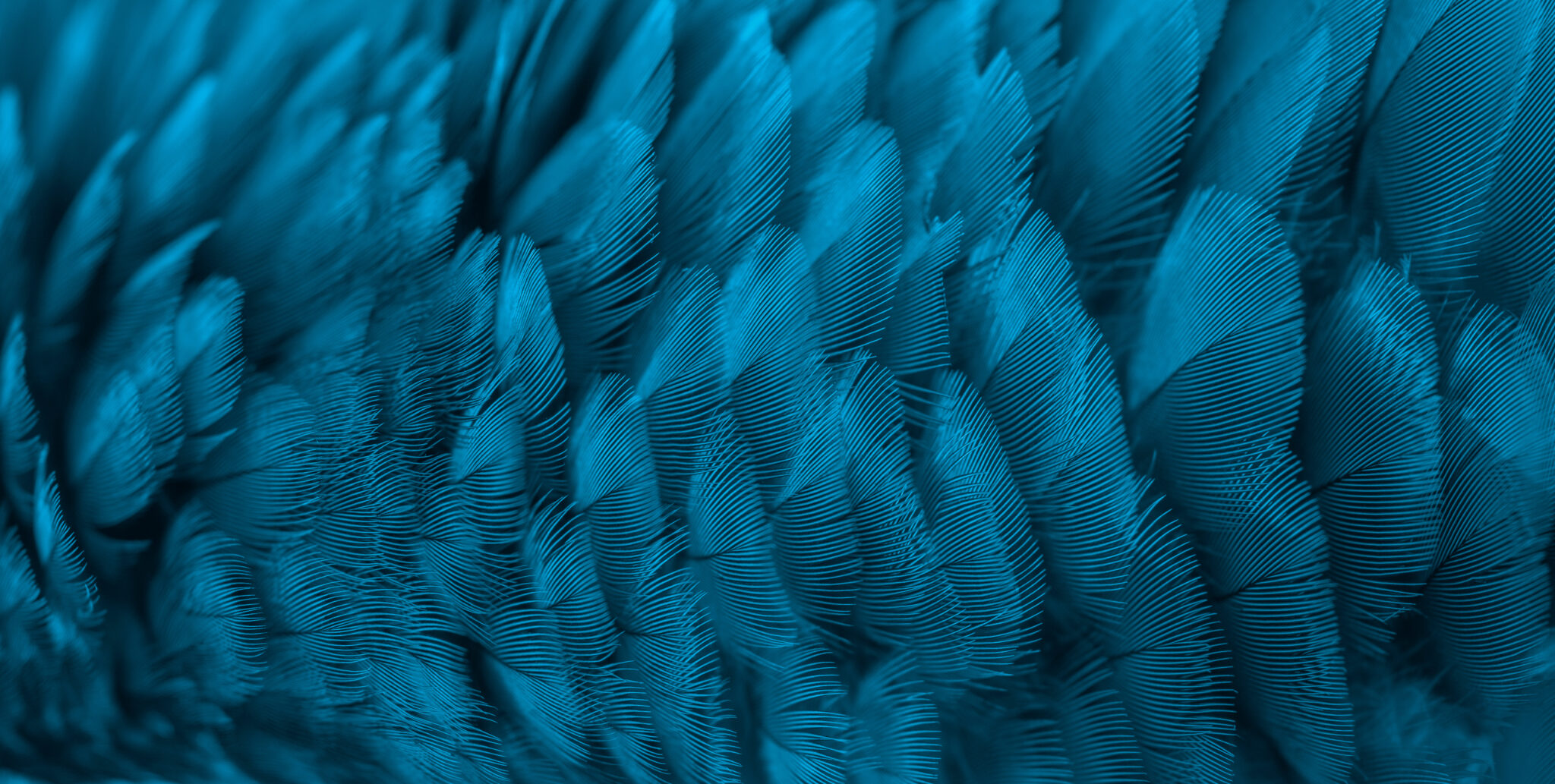 Documentation – BOLD