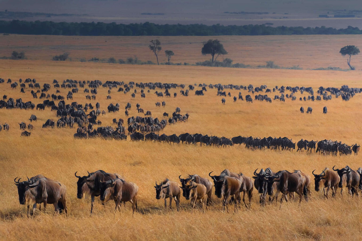 Data Packages – BOLD