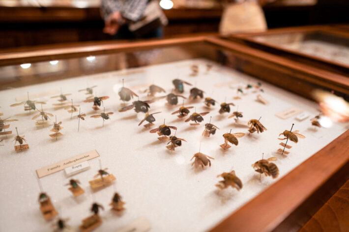 Data Packages – BOLD